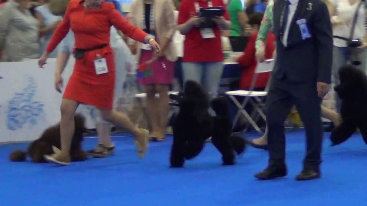 00009-world-dog-show-2016-youtube