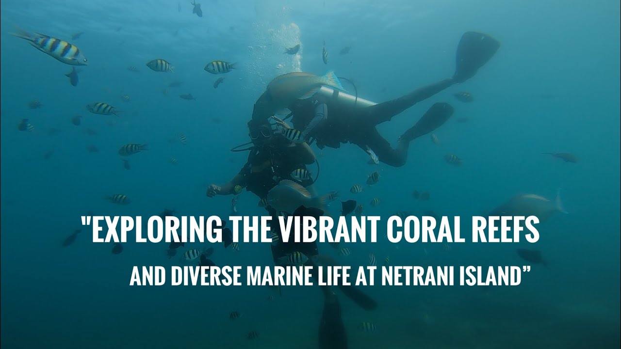 One of the best scuba diving experiences @Nethrani island that you must ...