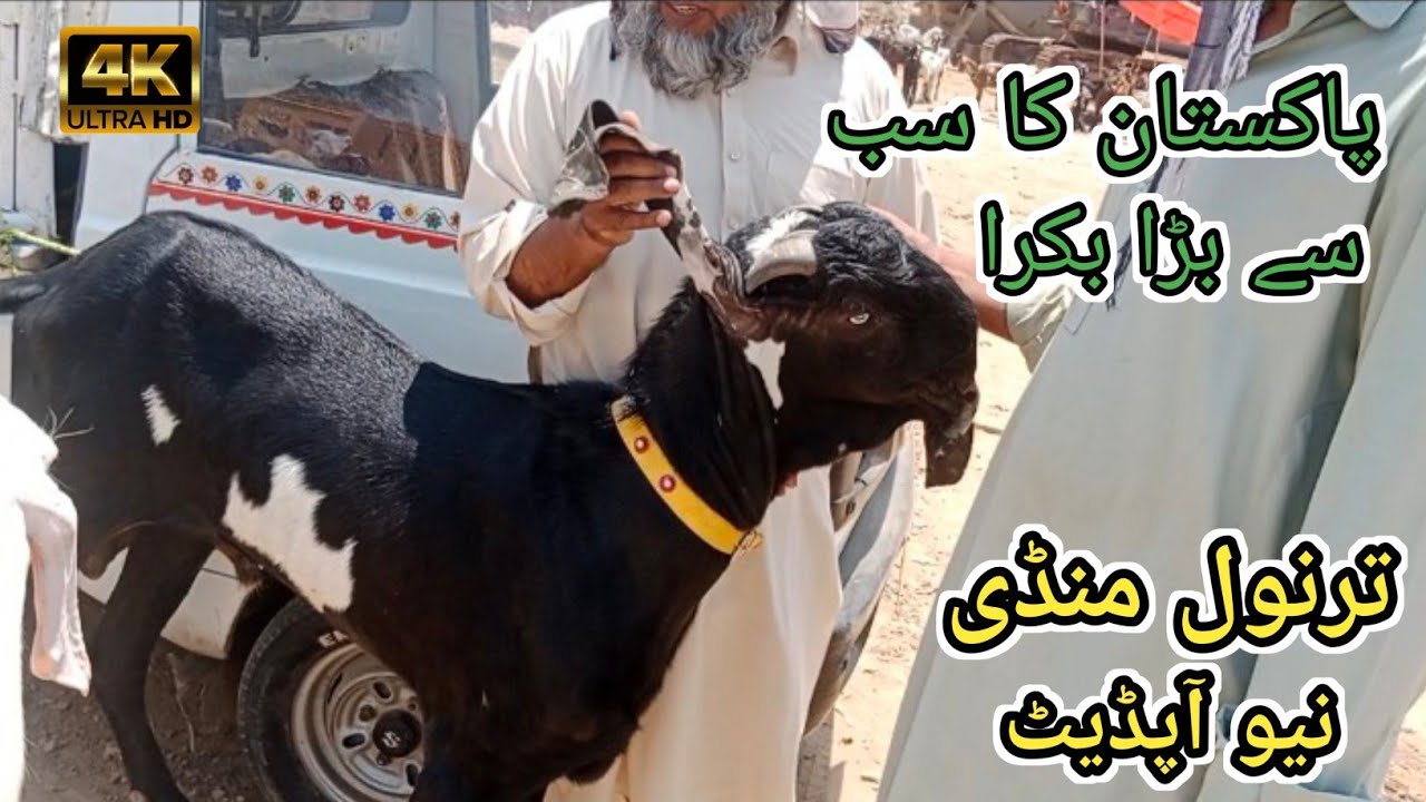 Rajanpuri bakra//pakistan ka sab Sa bara Bakra//#viralvideo # ...