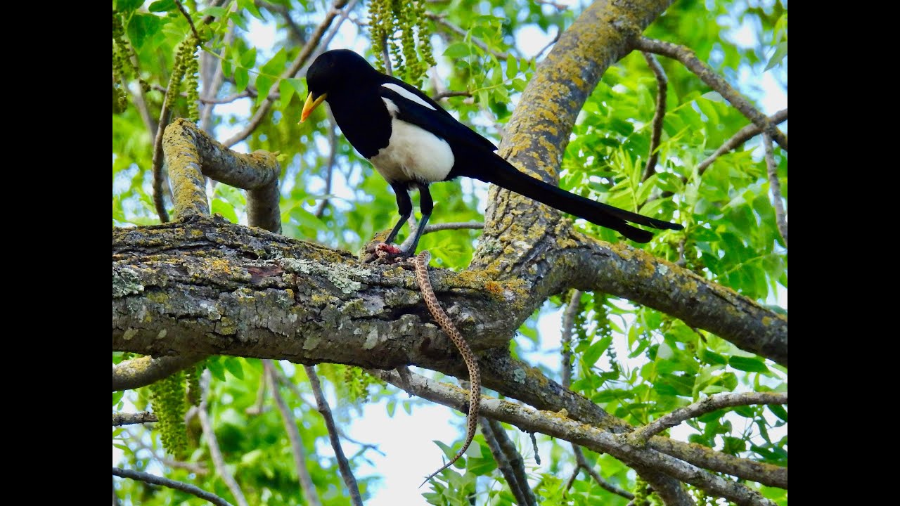 YELLOW BILLED MAGPIE snacking on a snake - Part 1 - YouTube