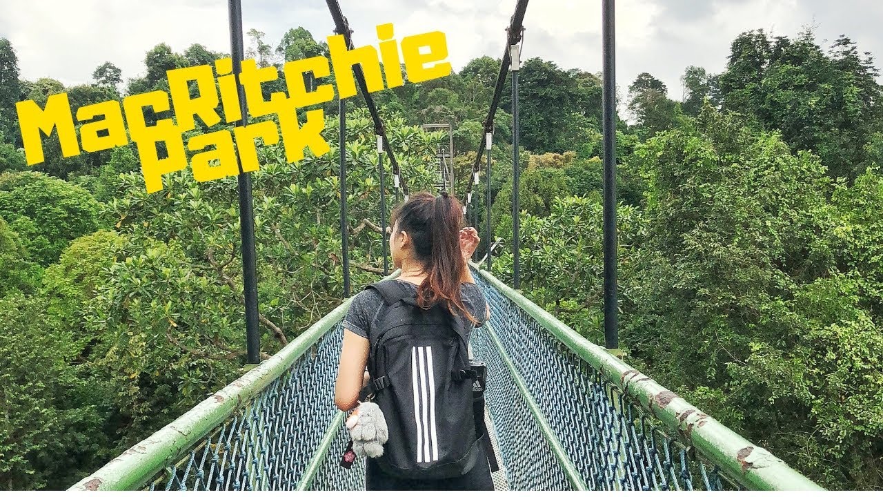 MacRitchie Tree Top Walk | A Day Out With Me - YouTube