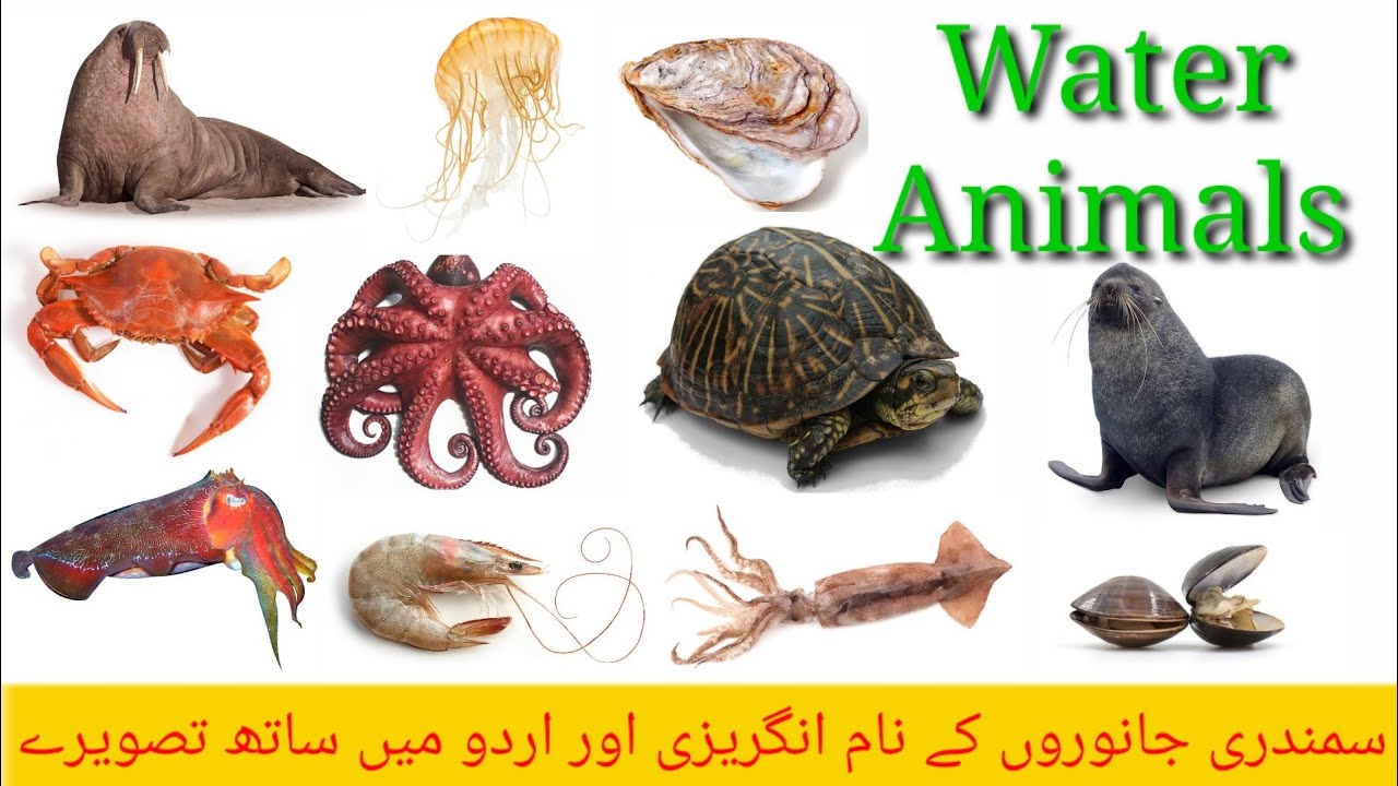 Water Animals Name In English And Urdu With Pictures Home Based water-animals-name-in-english-and-urdu-with-pictures-home-based