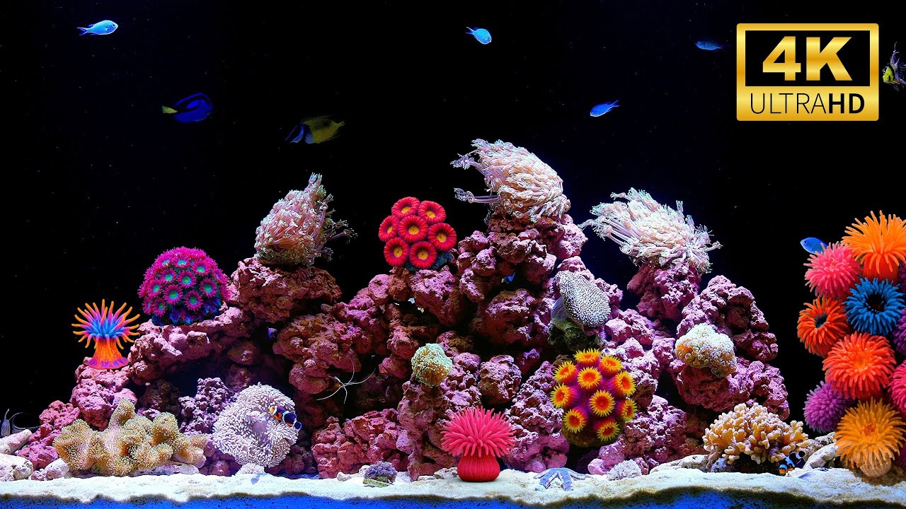🍃 Tranquil 4K Fish Tank with Corals | Immersive Natural Sounds for ...