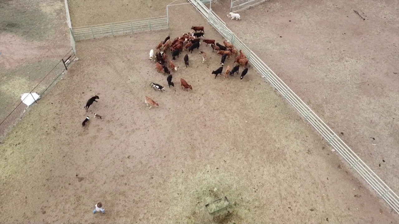 Cattle dog in training - Teaser - YouTube