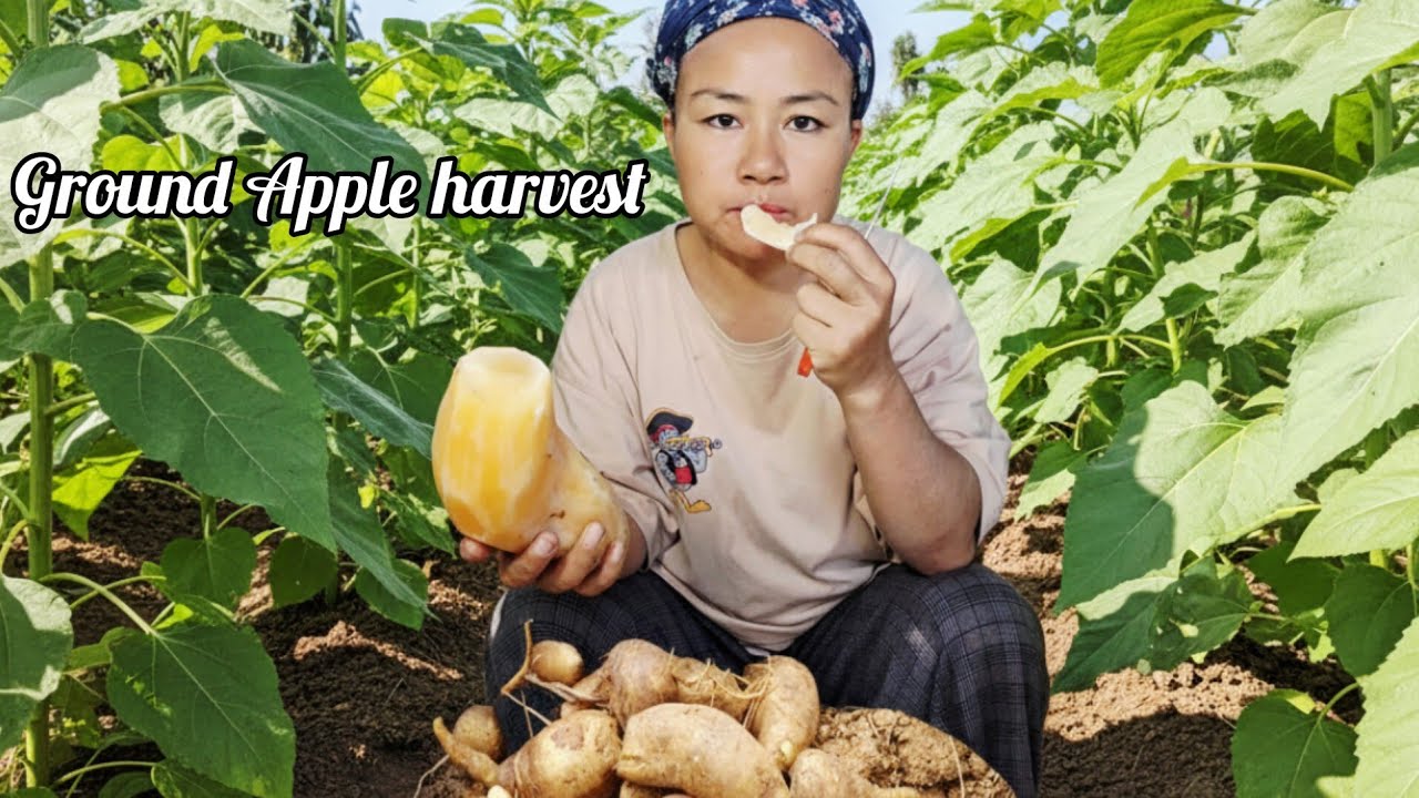 Ground Apple (yacon) Harvest in ziro valley - YouTube