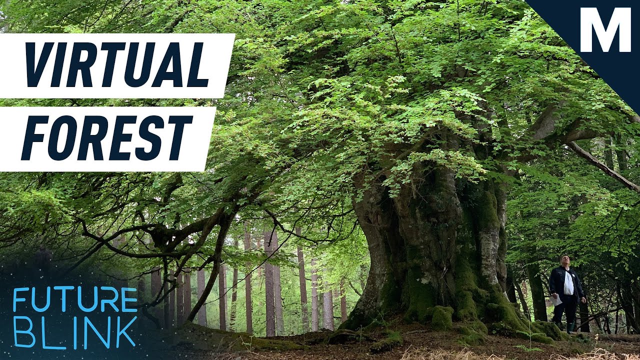 Virtual Field Trip Forest