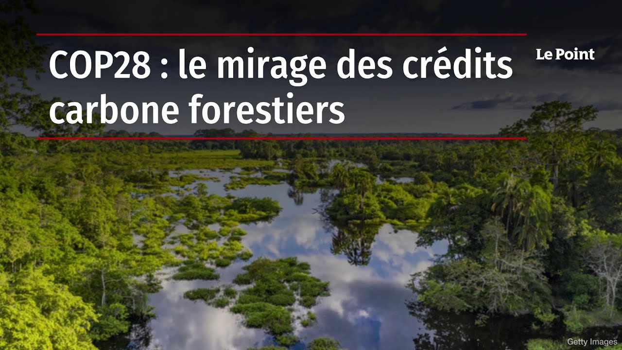 COP28 : le mirage des crédits carbone forestiers - YouTube