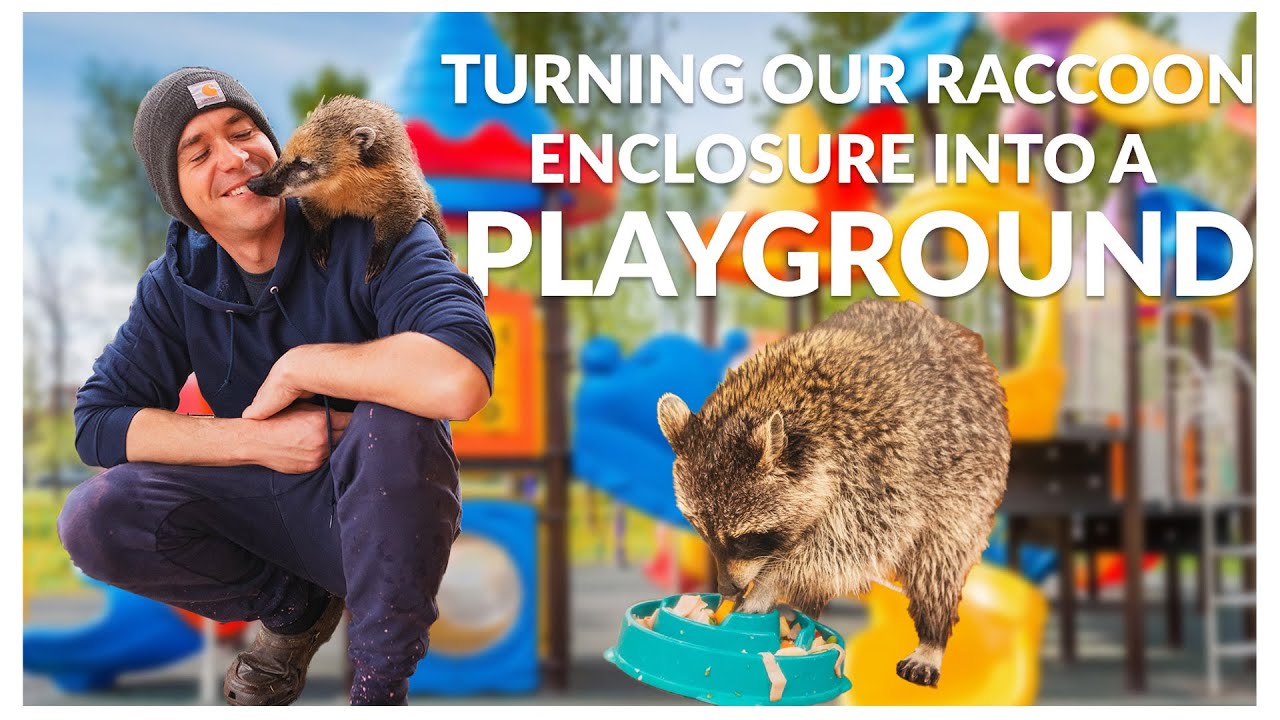 TURNING OUR RACCOON ENCLOSURE INTO A PLAYGROUND - YouTube