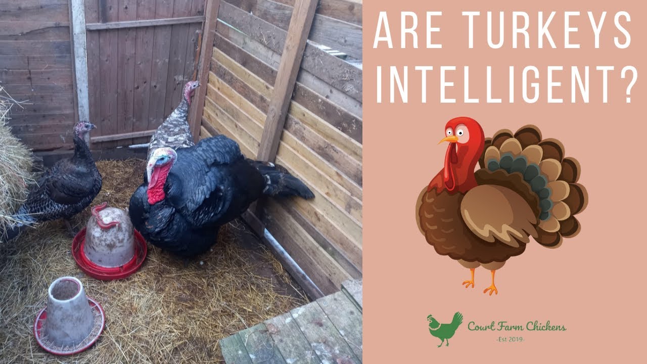 Turkey troubles - are Turkey's intelligent? - YouTube