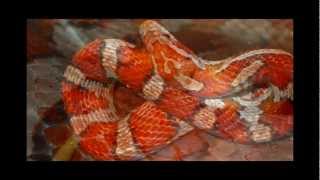 Ziggy ~ Miami Phase Corn Snake Update