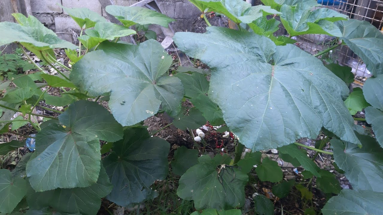 NAMITAS NG TANIM NA OKRA #sariwanggulay # PAGMAYTANIMMAYAANIHIN - YouTube