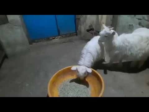 The Most Beautiful Goat Breed to keep as Pet. Goat owners are Lucky. #short