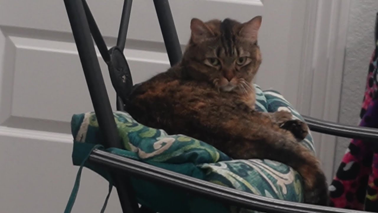 It's giving Queen behavior - YouTube