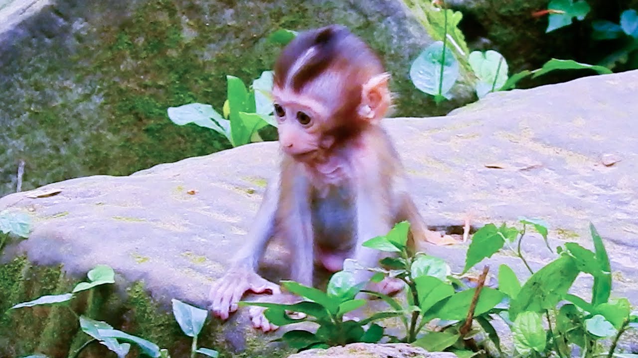 Cute baby monkey Rainbow - YouTube