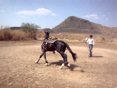 potrillo cuafrisian - YouTube