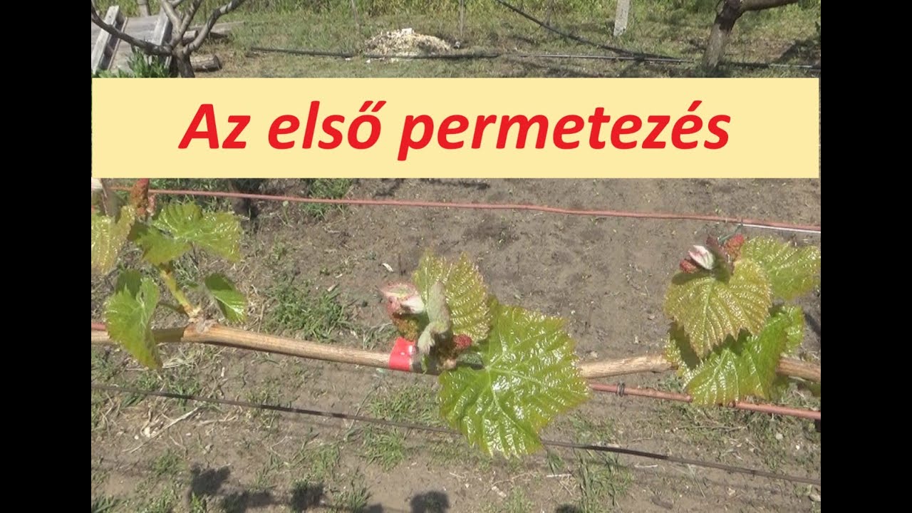 A szőlő első permetezése 4 - 6 leveles állapotban - YouTube