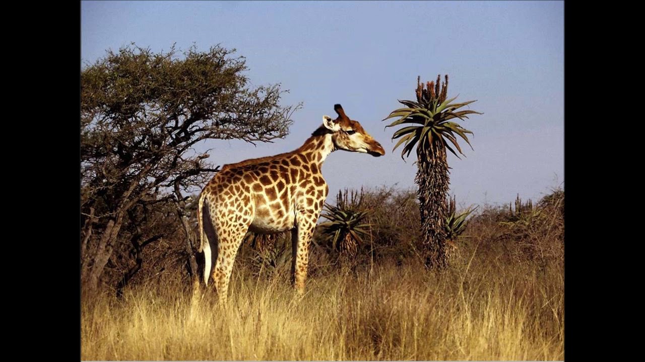 A girafa xereta - YouTube