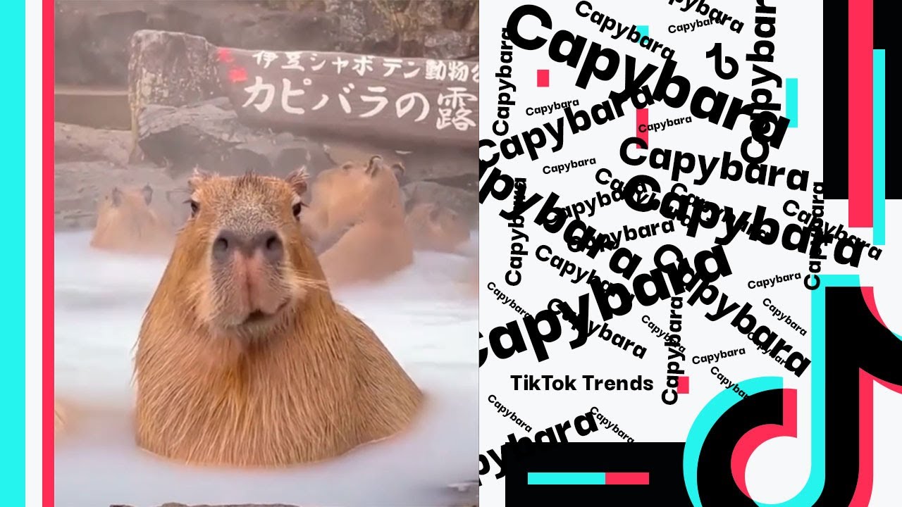 Capybara meme | TikTok Trends Compilation - YouTube