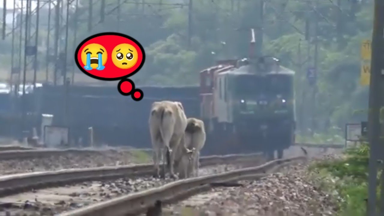 train accident with animals 😭 | Cow train accident save || #train # ...