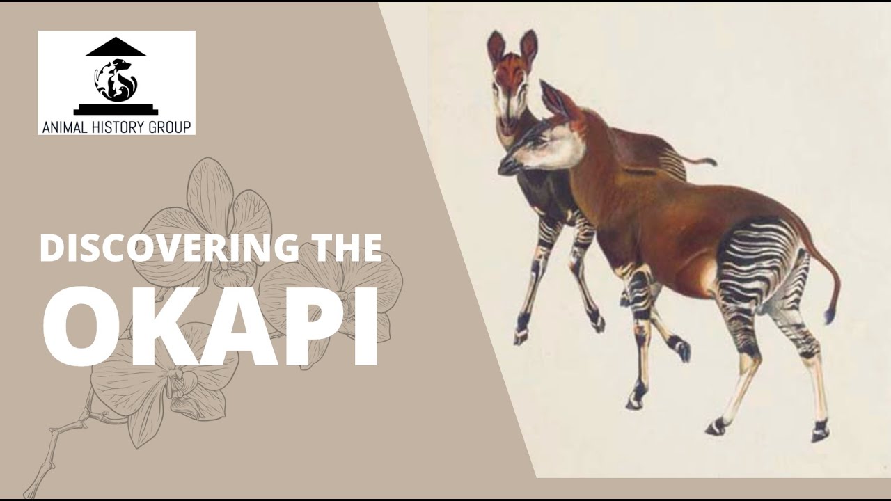 Discovering the Okapi - YouTube