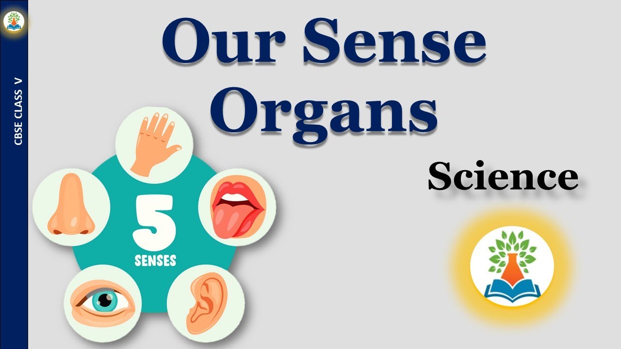 Our Sense Organs | What are the 5 senses organs? 5 Sense Organs and ...