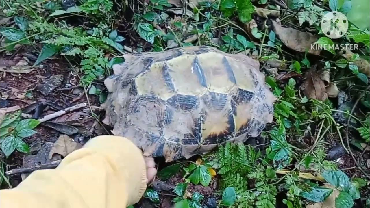 nrog hmoob xeev khuam luaj teb ntov ntoo os 15/1/2023 - YouTube