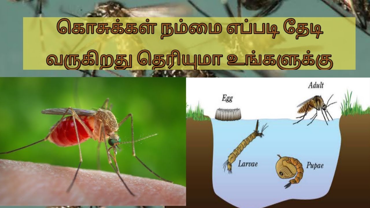 Interesting facts about mosquitoes# how do mosquitoes find us# - YouTube