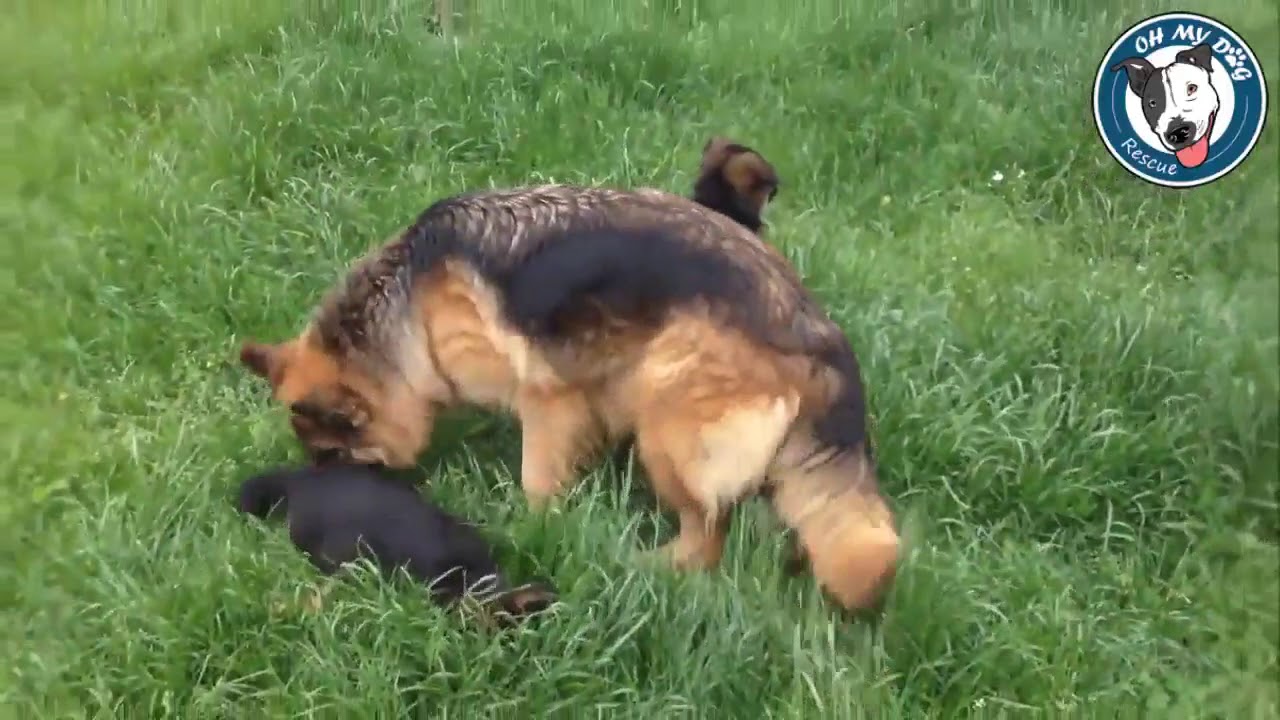 German Shepherd Puppies Playing With Mom And Dad Funny 2017 Youtube