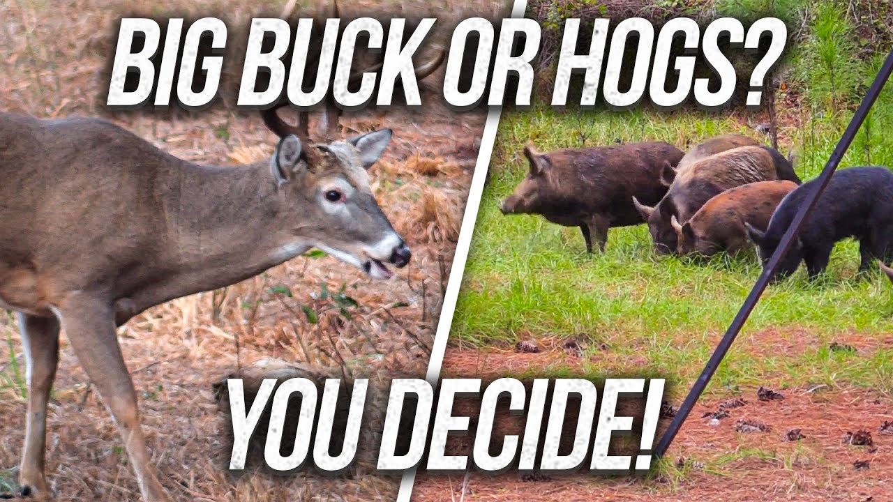 Big Bucks Memes I Like Big Bucks And I Cannot Lie Funny Deer Pun For