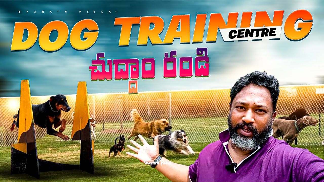 Ultimate Dog Training Centre Tour|Dogs Play Area|Professional Training ...