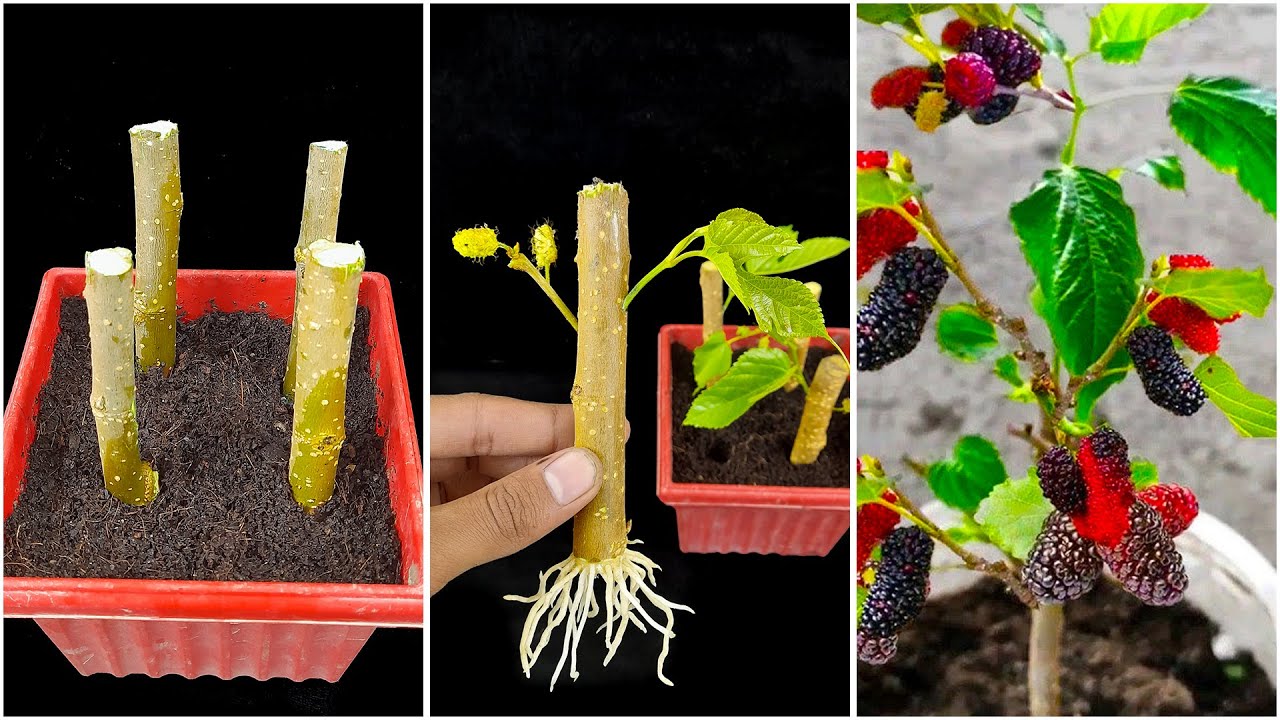 How to grow mulberry plant at home from cutting || Best & easy method ...