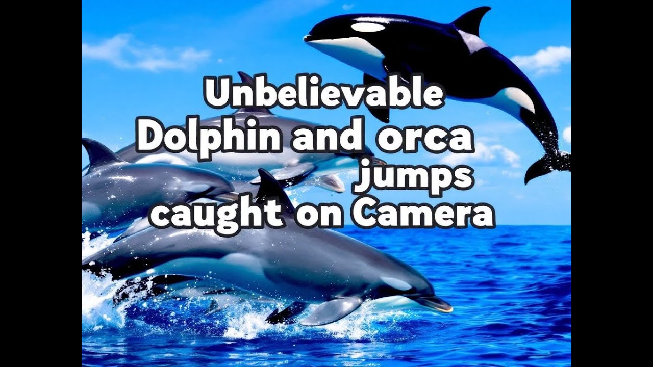Wildest Orca & Dolphin Stunts at SeaWorld! Complete SeaWorld Shamu Orca ...