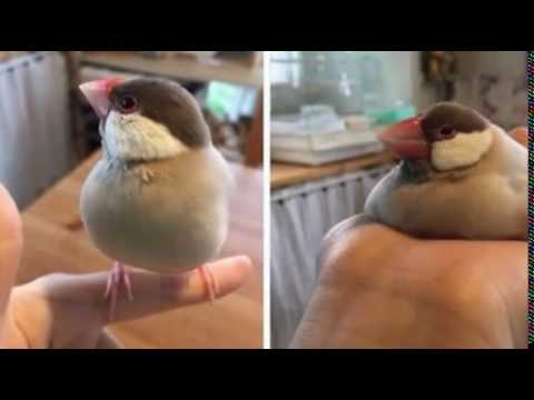 This is a pudgy bird - YouTube