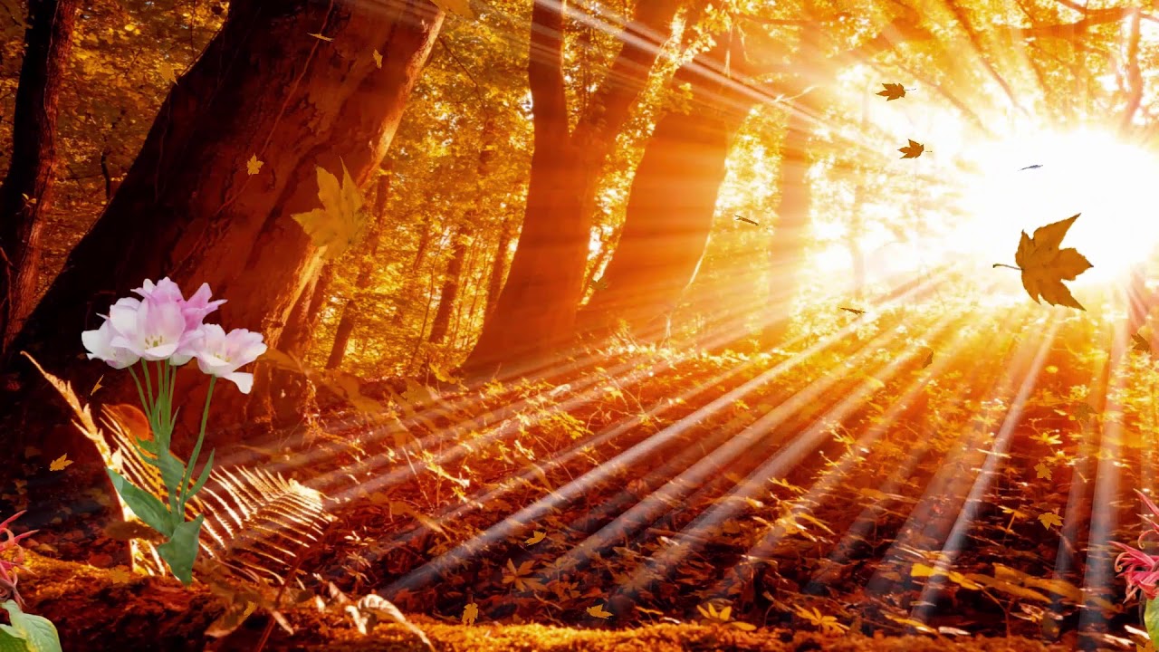 Shamanic Journey - Psychill, Ambient, Hypnotic PsyDub Mix - YouTube