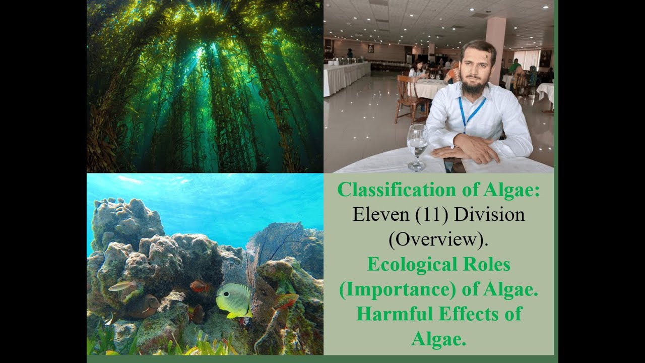 Classification of algae, Ecological role of algae - YouTube