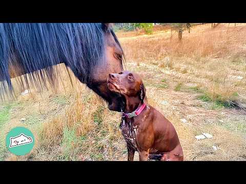 Dog Greets Her Horse Friend Every Day | Cuddle Buddies