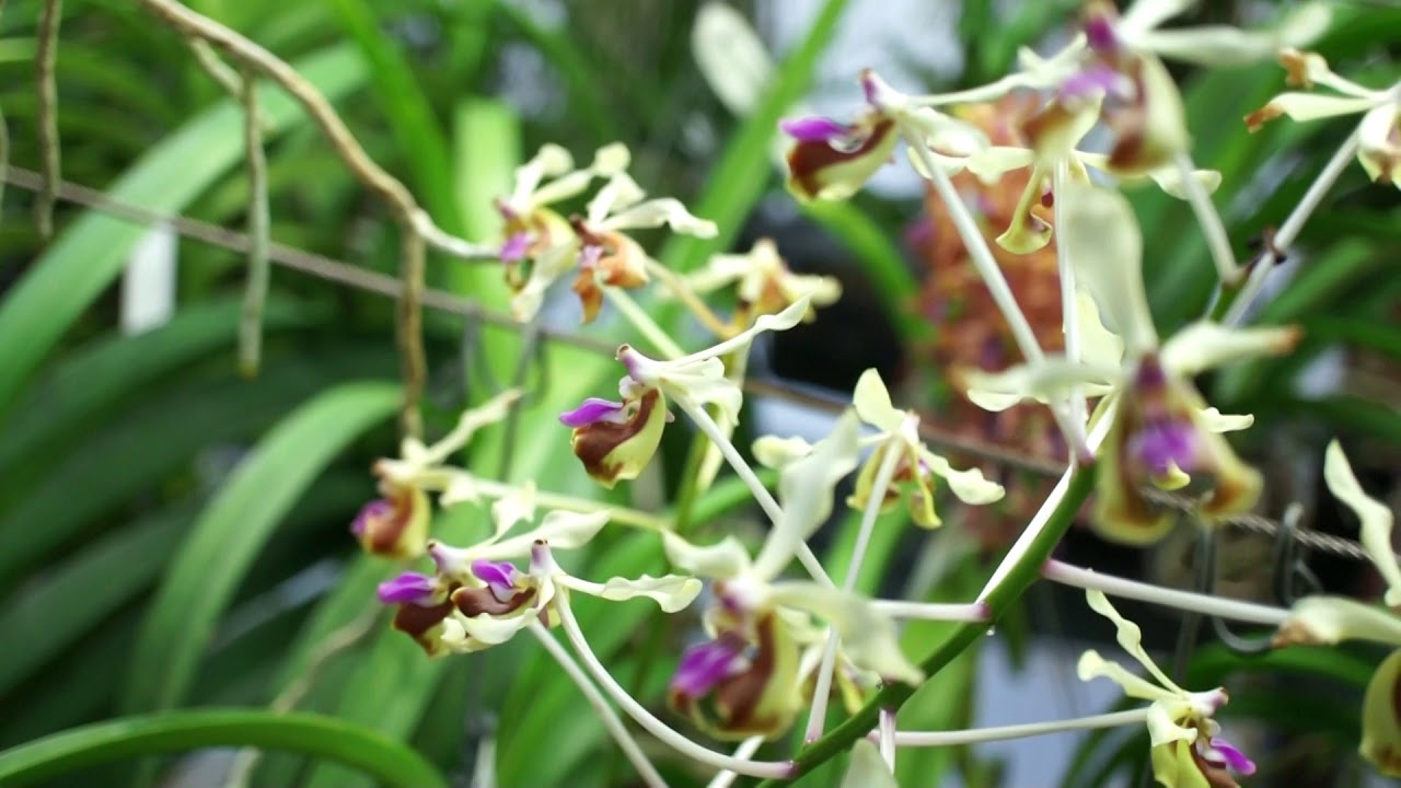 A peek in the Vanda house 20180516 - YouTube