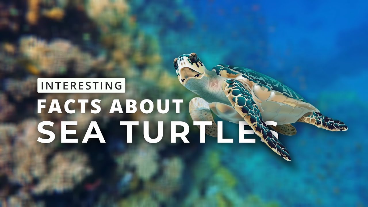 Interesting Facts: Sea Turtles - YouTube
