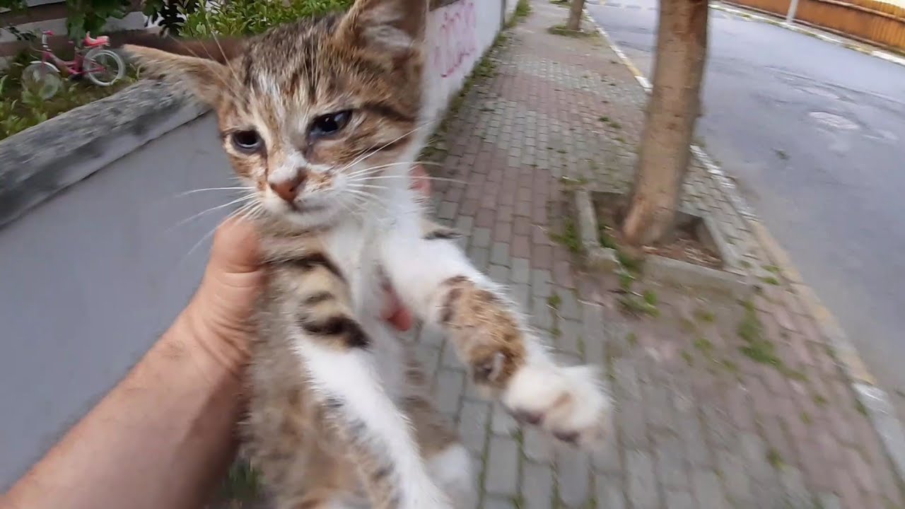 Poor kitten very weakened. 😥(I caught her and gave her food) - YouTube