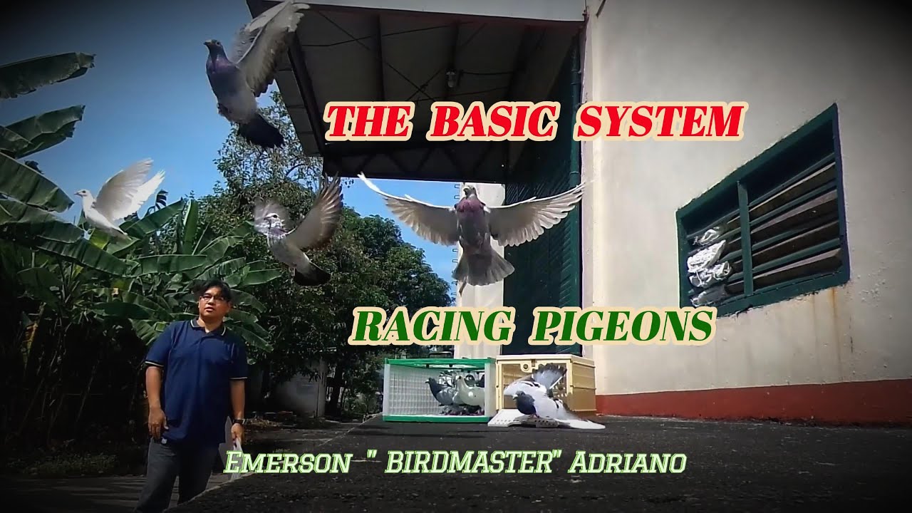 BIRDMASTER: "The Basic System of Racing Pigeons!" - YouTube