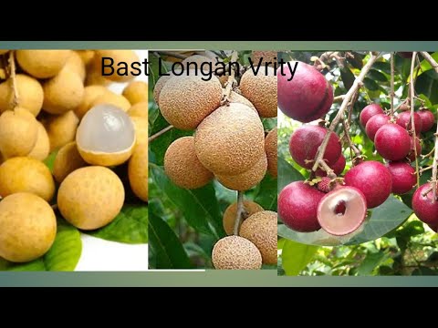 4 Season Longan Successful Fruiting. Contact:9046890492.All Verity ...