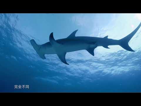 Season one, episode 1 The Galapagos Islands 1 - YouTube