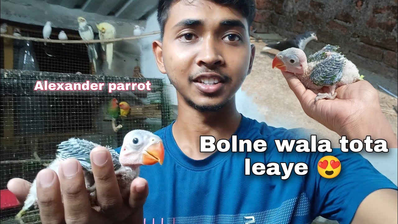 Alexander parrot ke bache leaye 🥰 yeh tha surprise 🎉 #parrot # ...