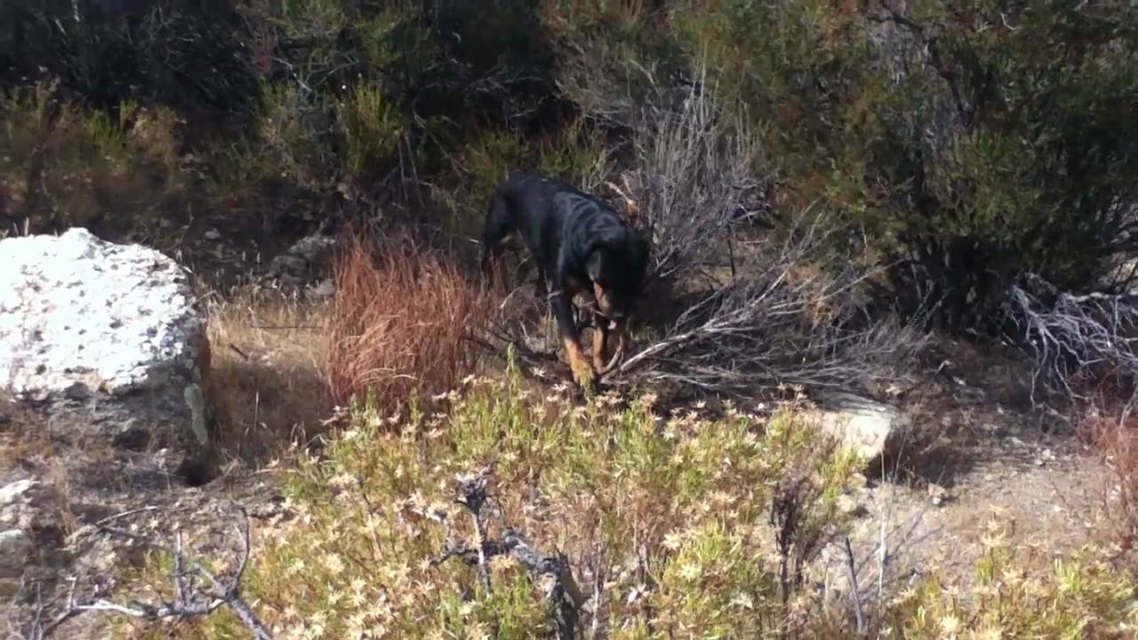 Paradise Valley California David Markarian and Zita - YouTube