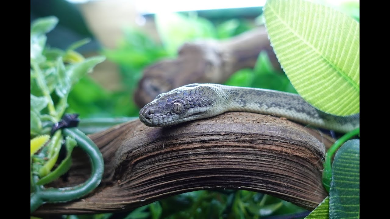 Macklots Python first feed with me! - YouTube