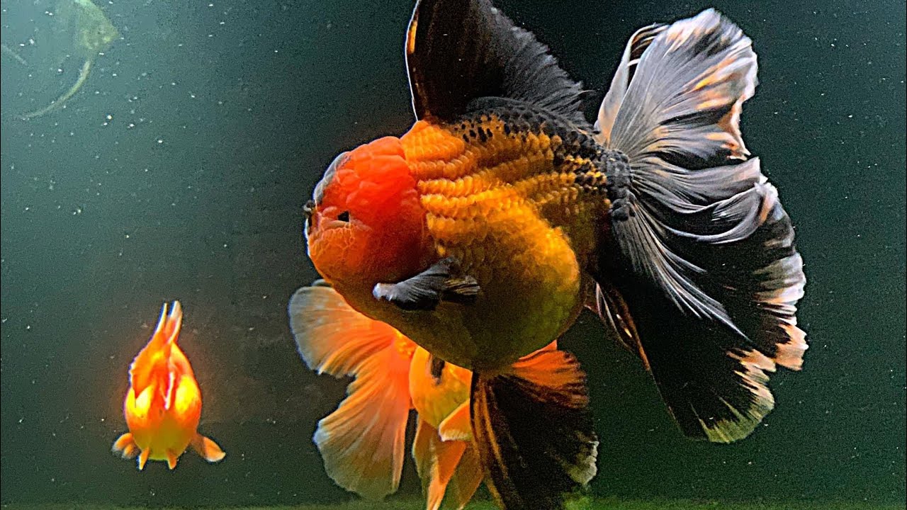 ORANDA đuôi hoa lan 🏆🏵🥈🥇 - YouTube