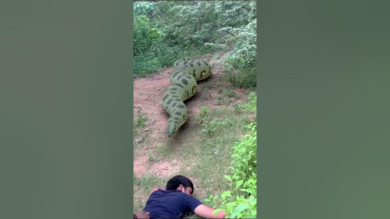 Anaconda Snake Attack P3# shorts #snake #python #snakes #nagin # ...