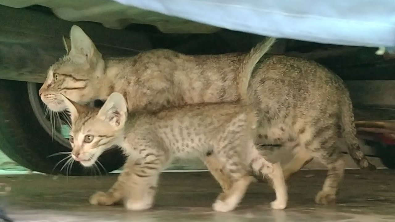 2 Cute Kittens Going For Adoption Meanwhile 2 Feral Mother Cat Are ...