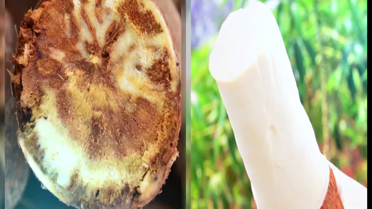 Objectives of Virus Resistant Cassava for Africa (VIRCA) Project - YouTube