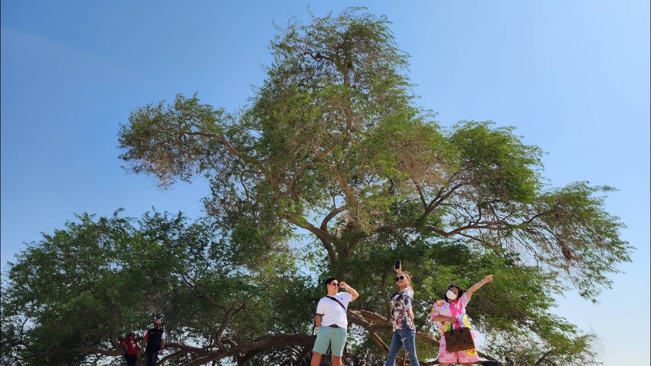 Tree of Life ต้นไม้ที่ยิ่งใหญ่ เก่าแก่กว่า 400 ปีต้นเดียวกลางทะเลทราย ...